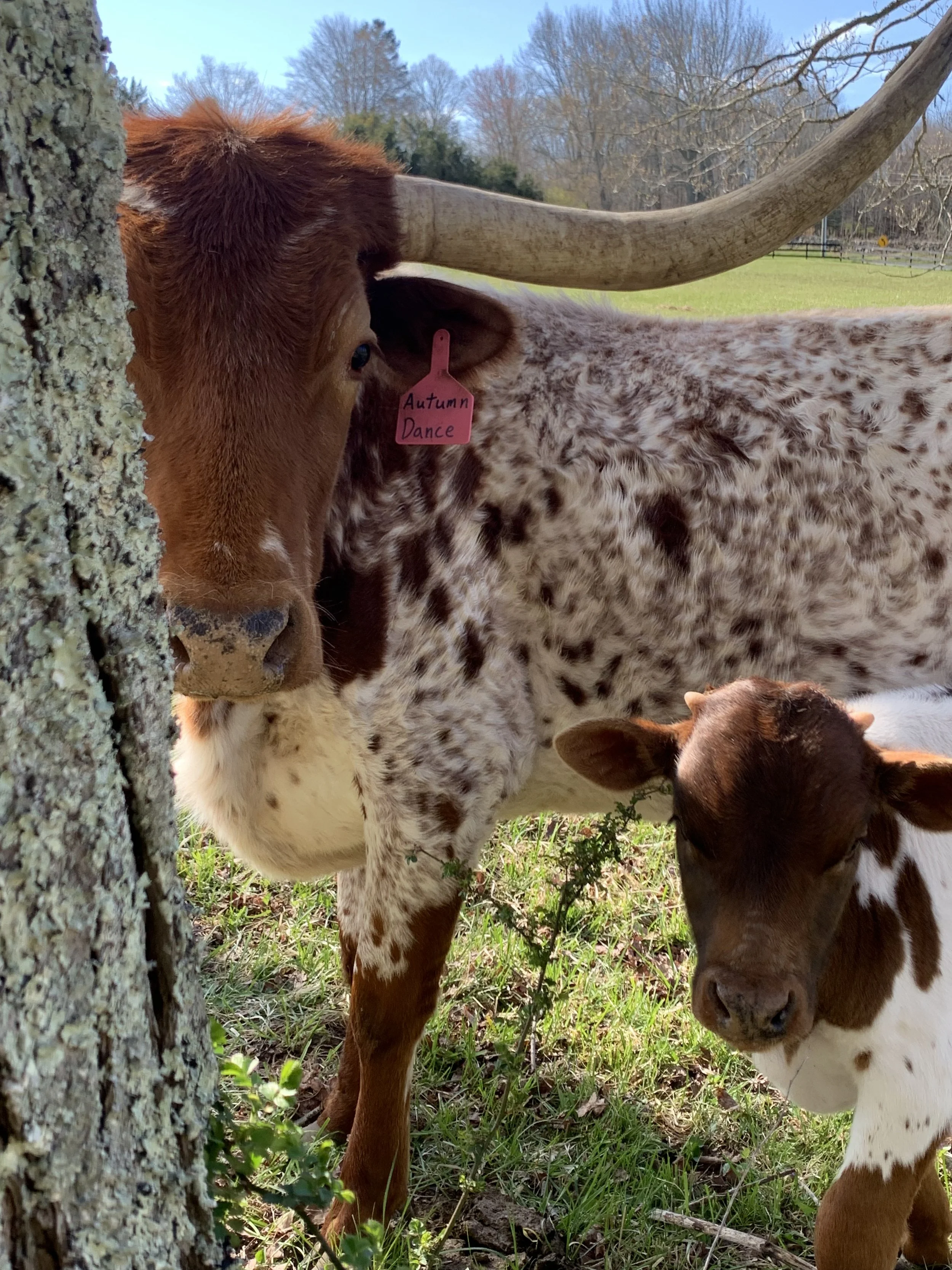 Grijalva Cattle Co Texas Longhorns