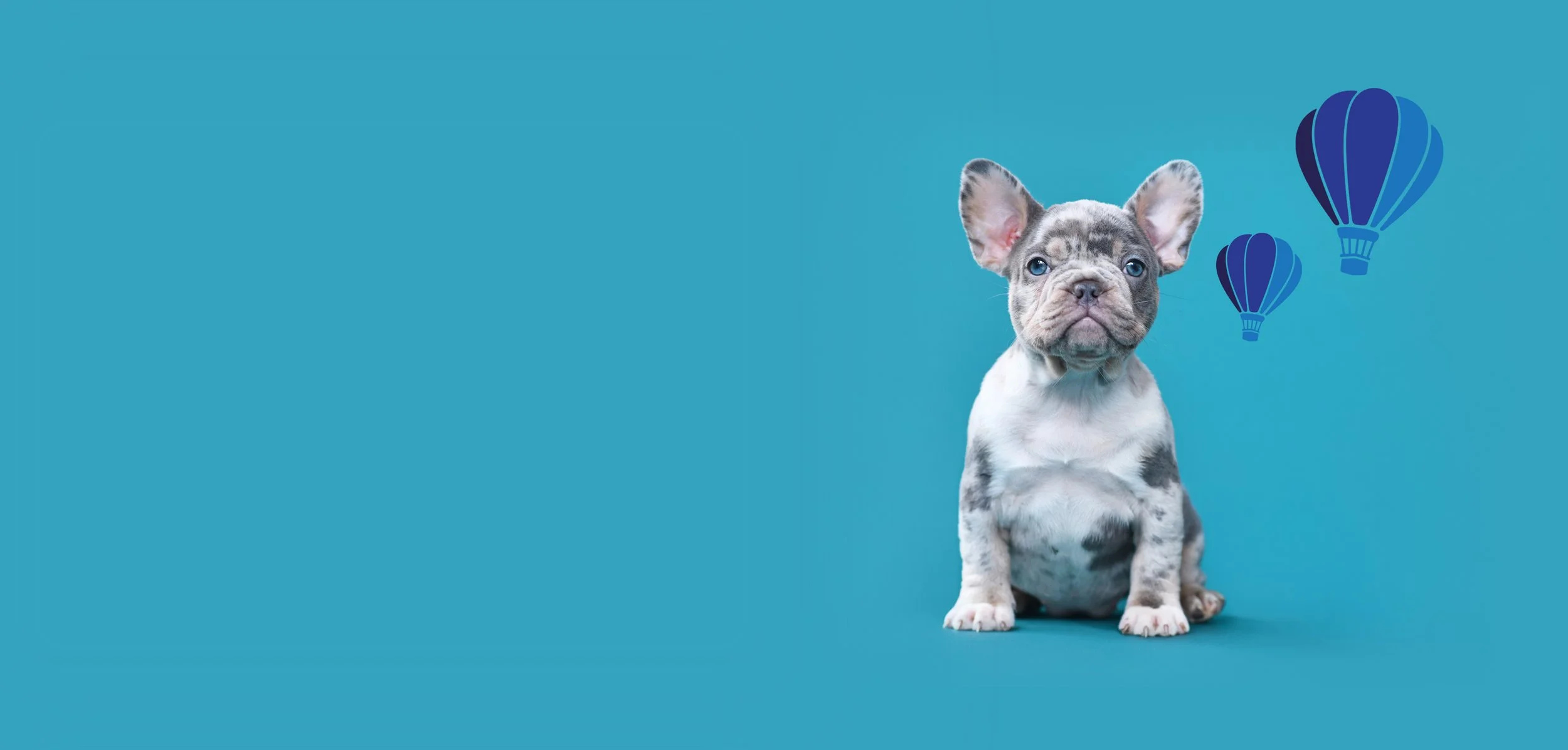 Blue Cross Animal Clinic