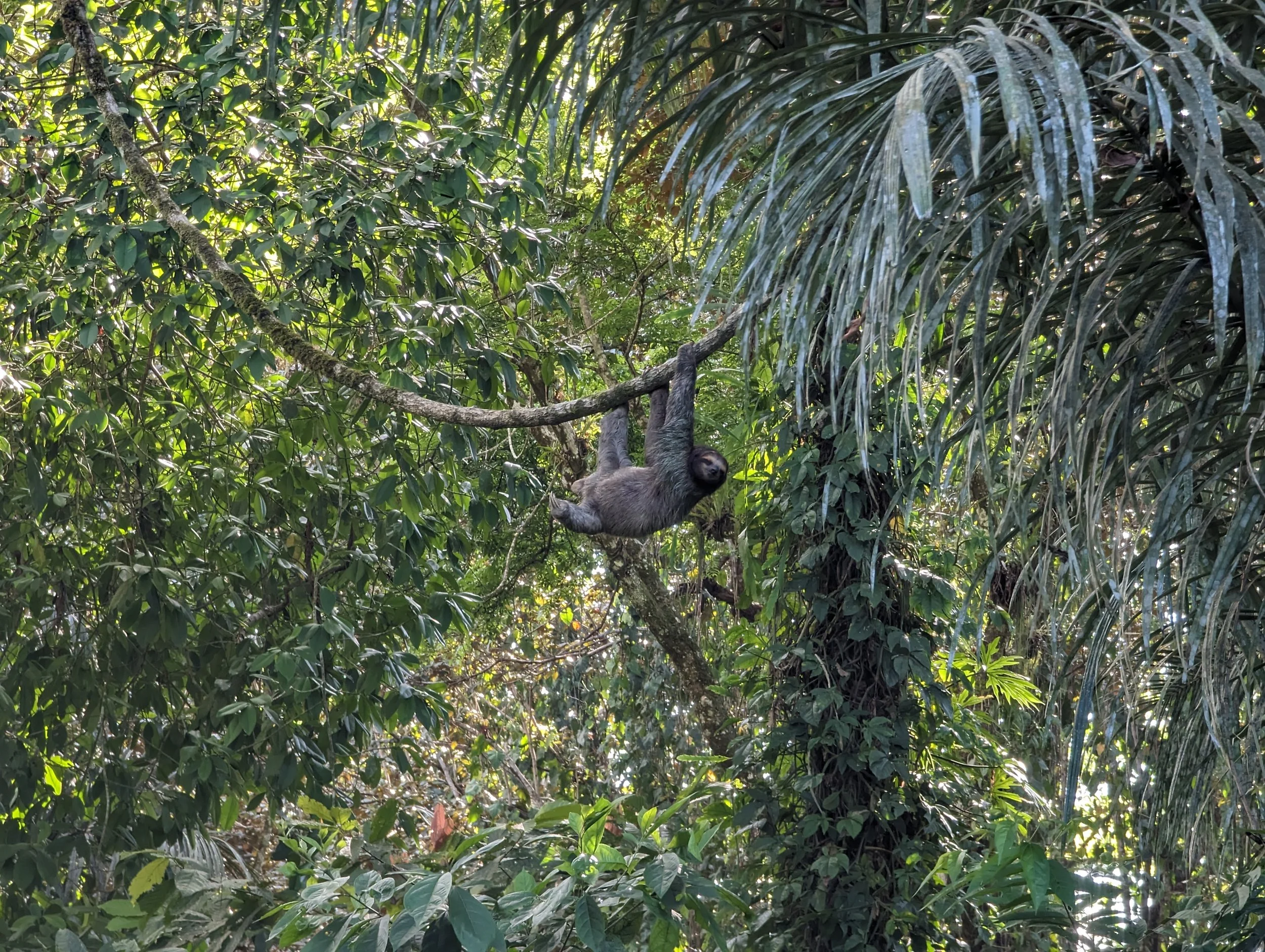 Exploring Panama's Culture: A Guide to the Top Cultural Sites in Bocas ...