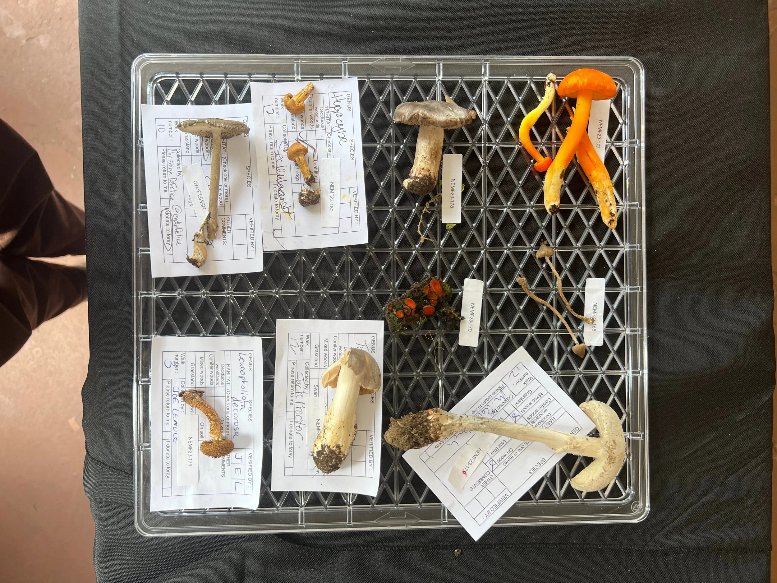 Processing Fungal Specimens — Fungal Diversity Survey