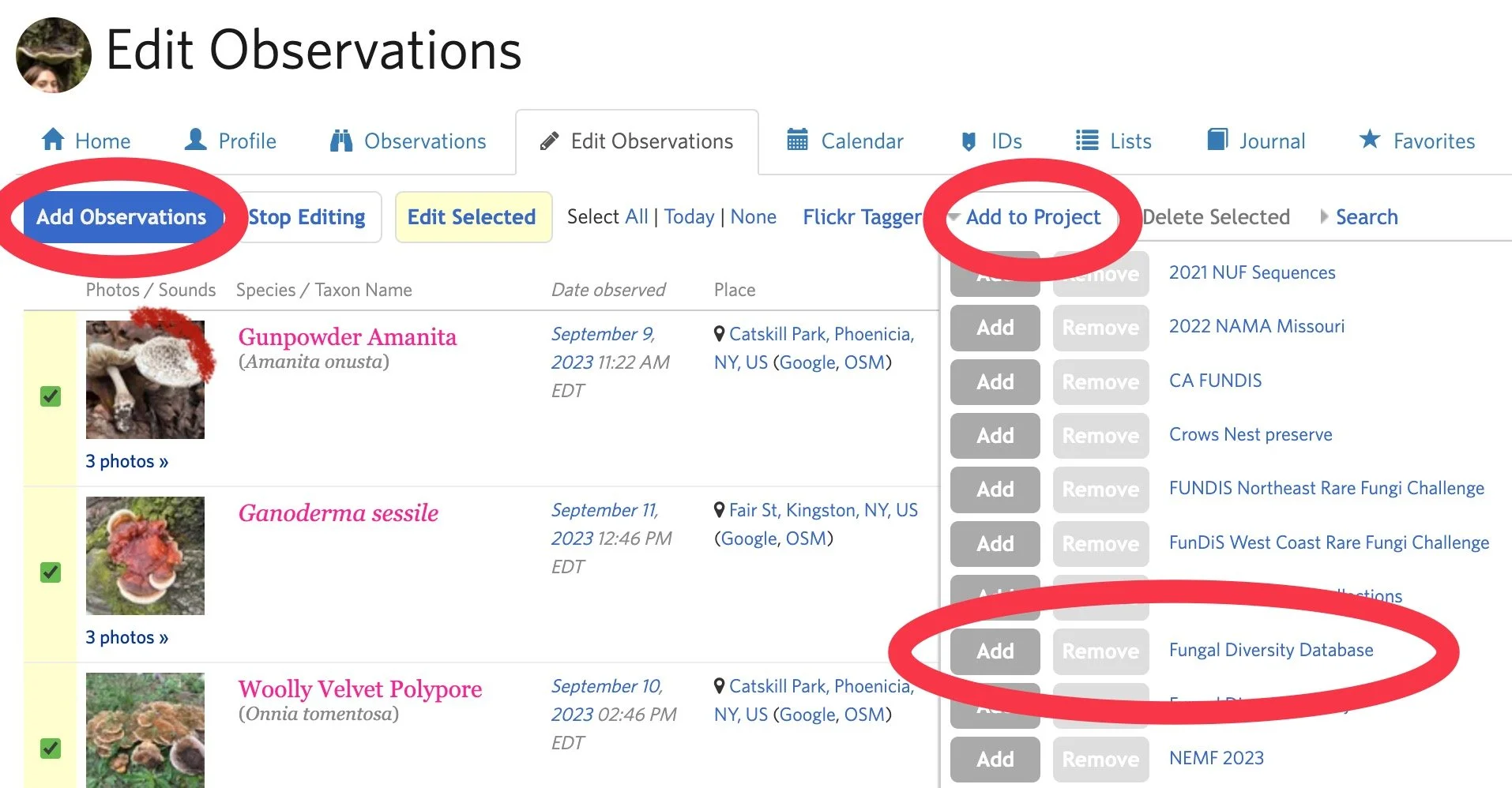 Fungal Diversity Database — Fungal Diversity Survey