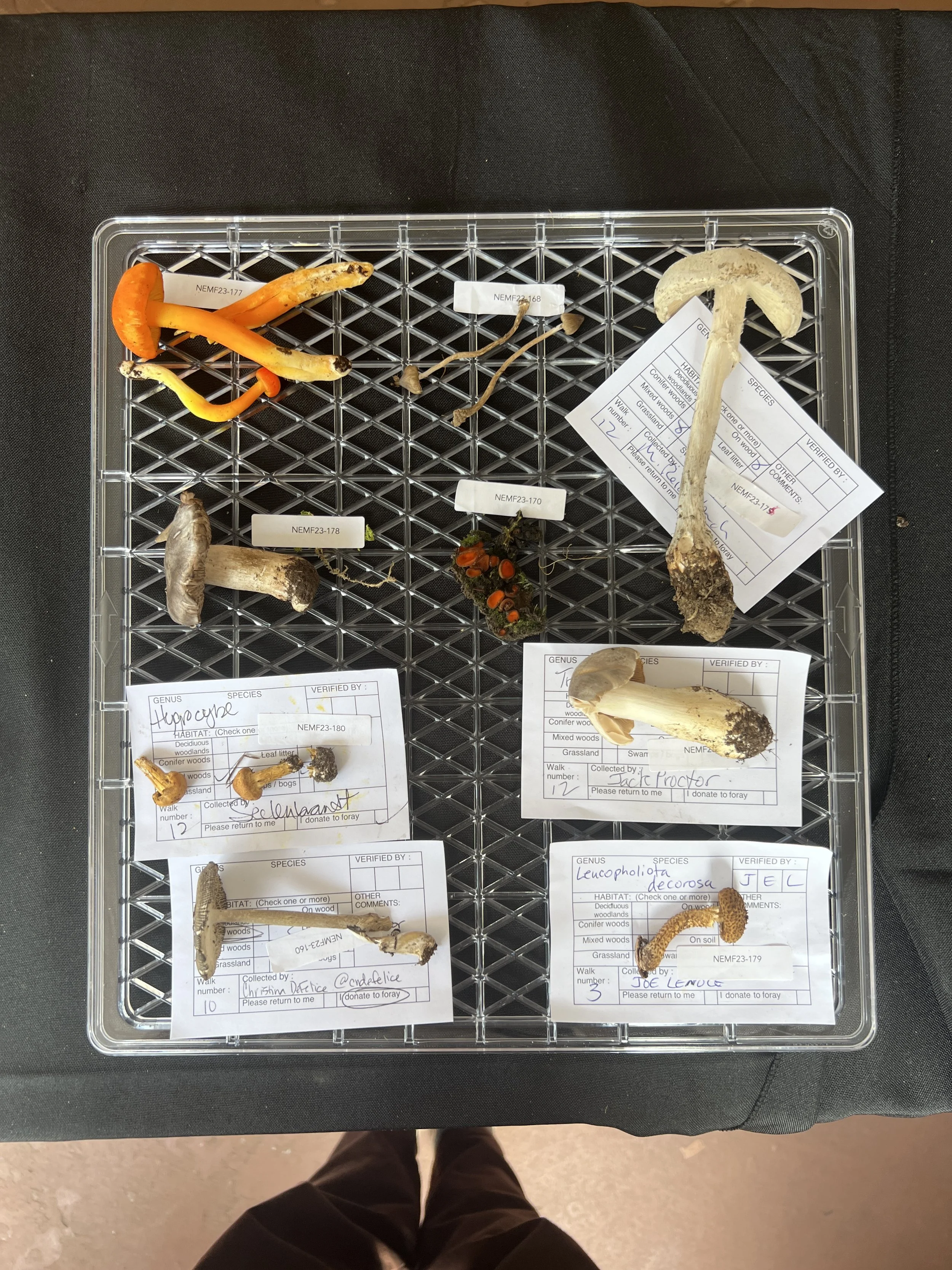 Overview — Fungal Diversity Survey