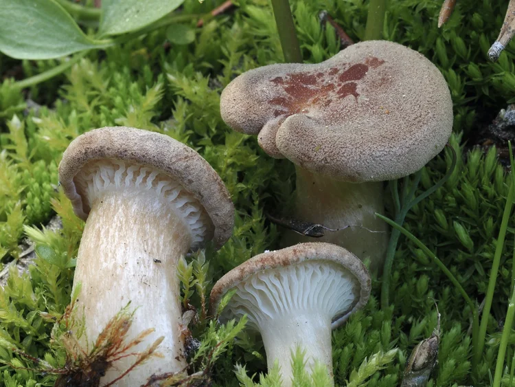 Fungal Collection Protocol — Fungal Diversity Survey