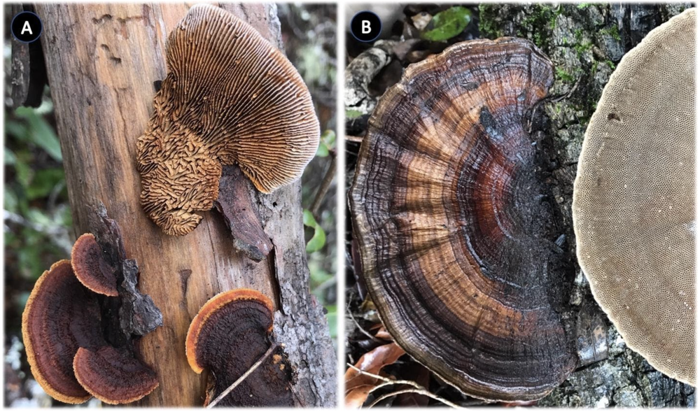 Photography of Macrofungi: An In-depth Look — Fungal Diversity Survey