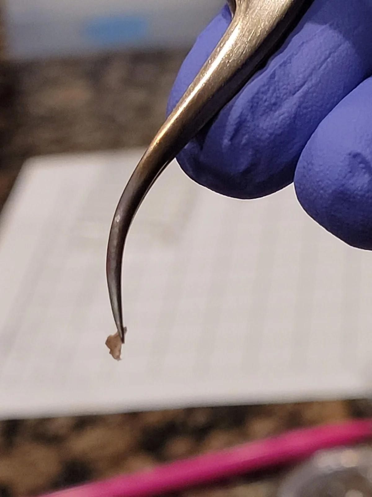 Prepare Fungal Specimens For Dna Sequencing Fungal Diversity Survey