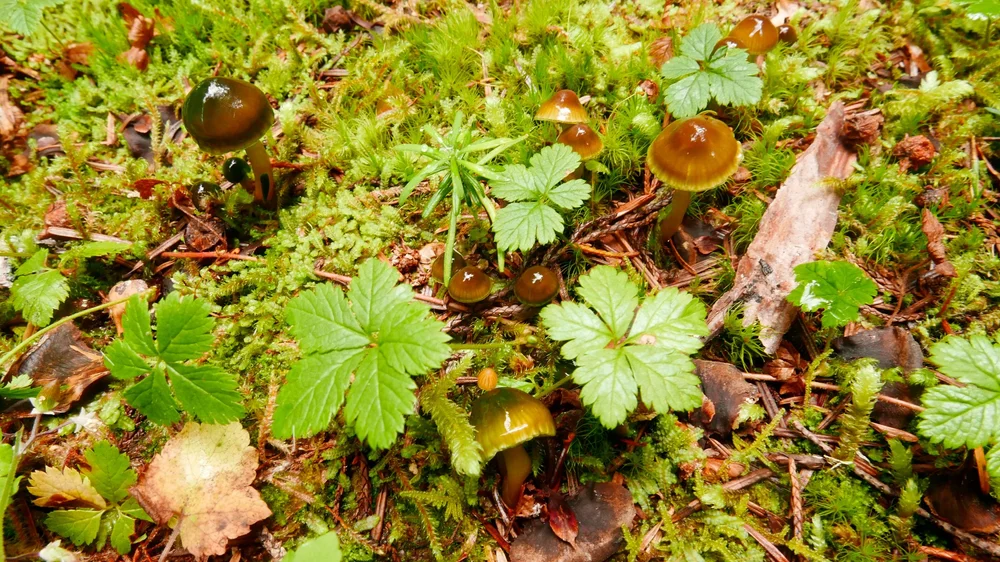 Fungal Diversity Database — Fungal Diversity Survey