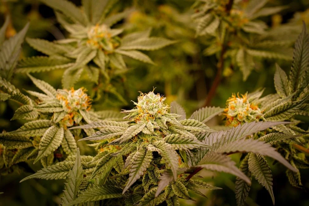 HHC vs Delta 8: Comparing Effects, Benefits, and Potency