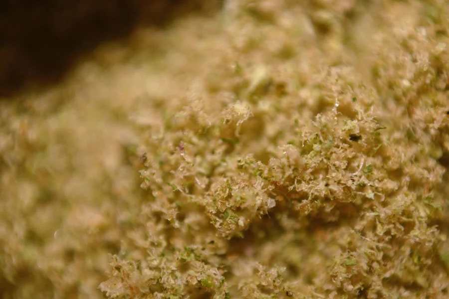 How to Tell if Kief Is Bad: Cannabis Shelf Life