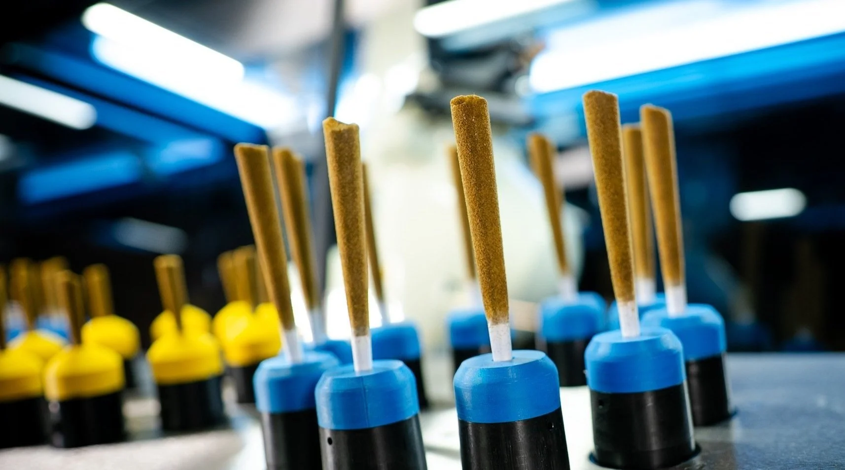Sorting Robotics: Cannabis Automation & Robotic Sortation (2026)
