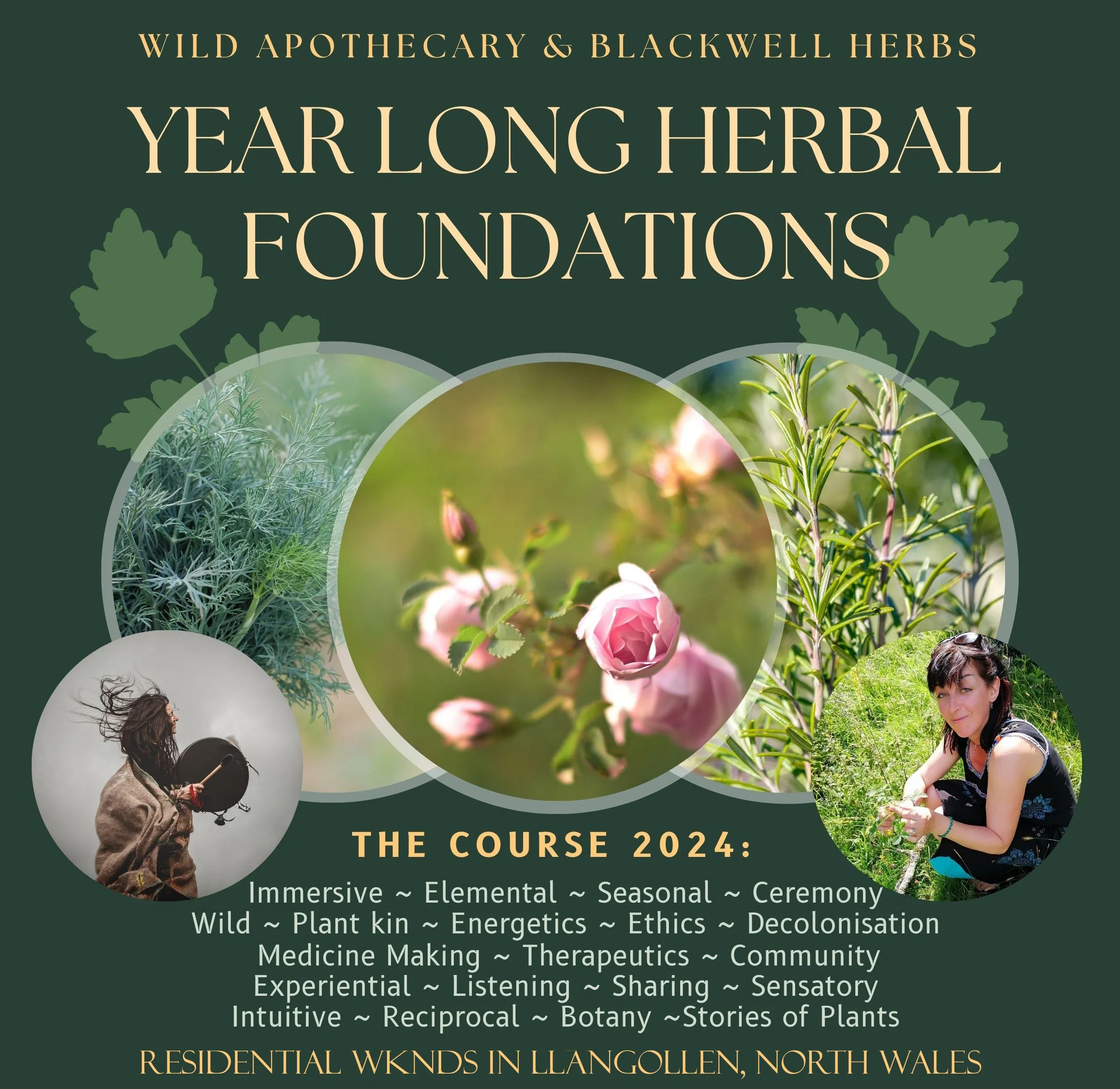 herbal medicine courses stroud — Wild Apothecary