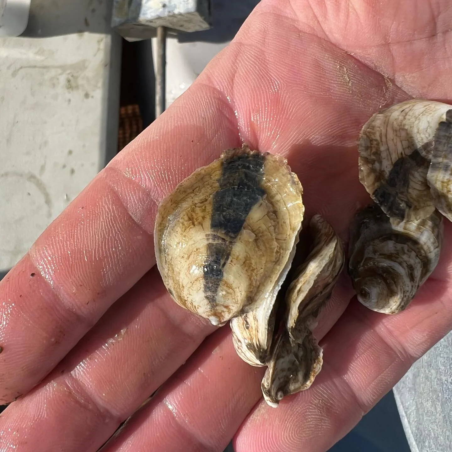 Little Star Oyster Farm