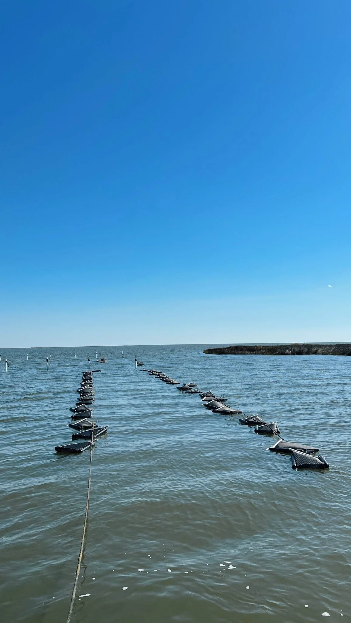Little Star Oyster Farm