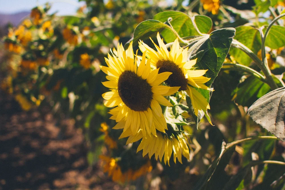 Farm-to-Food Lab — SEEAG