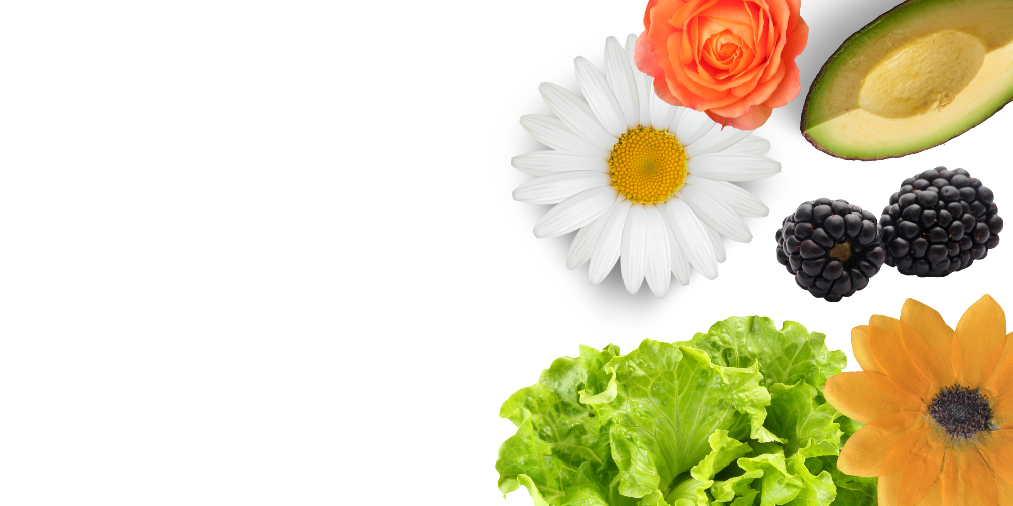 Summer Celebration — SEEAG