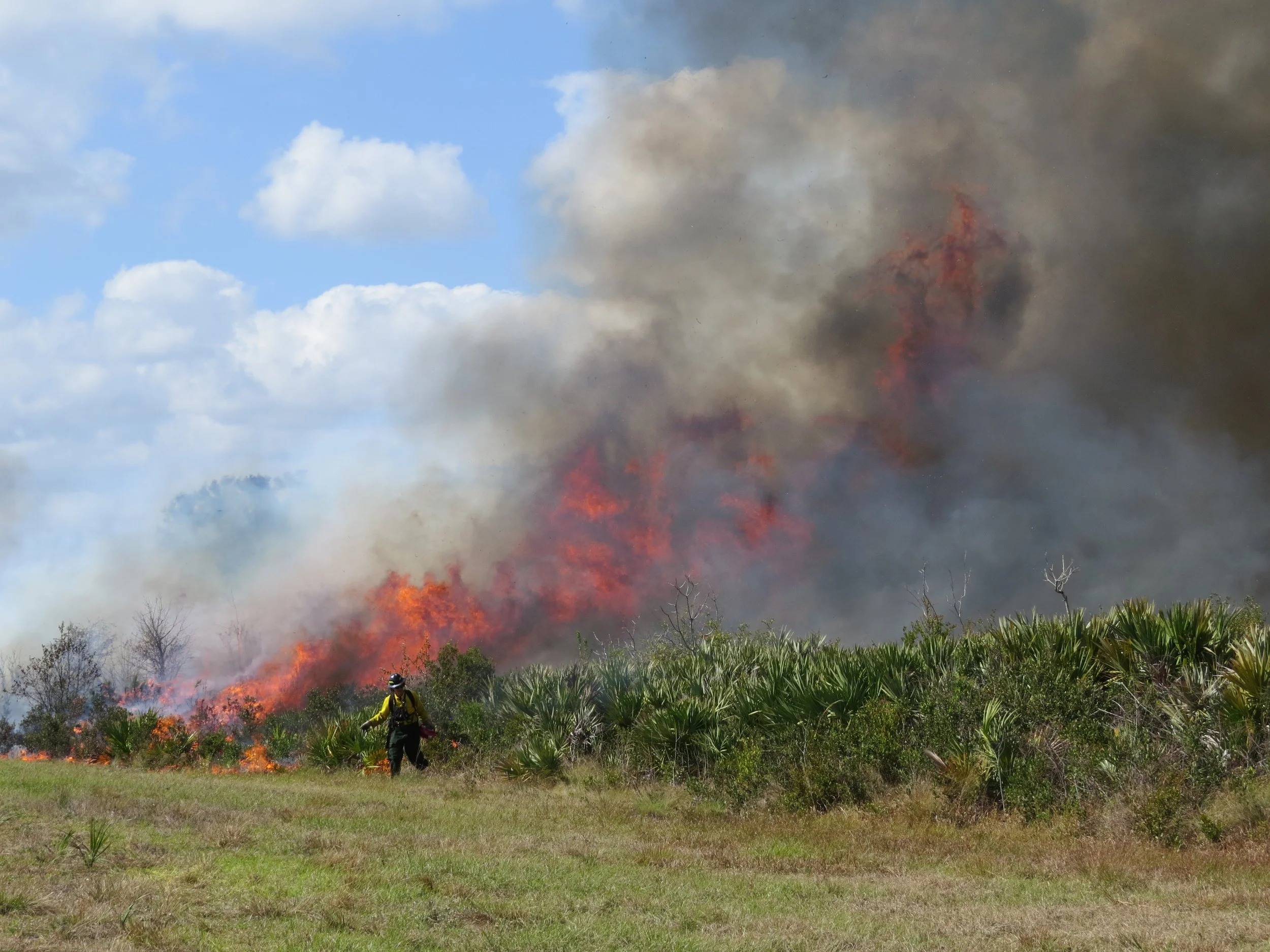 Florida Scrub Habitat — Florida Naturalists