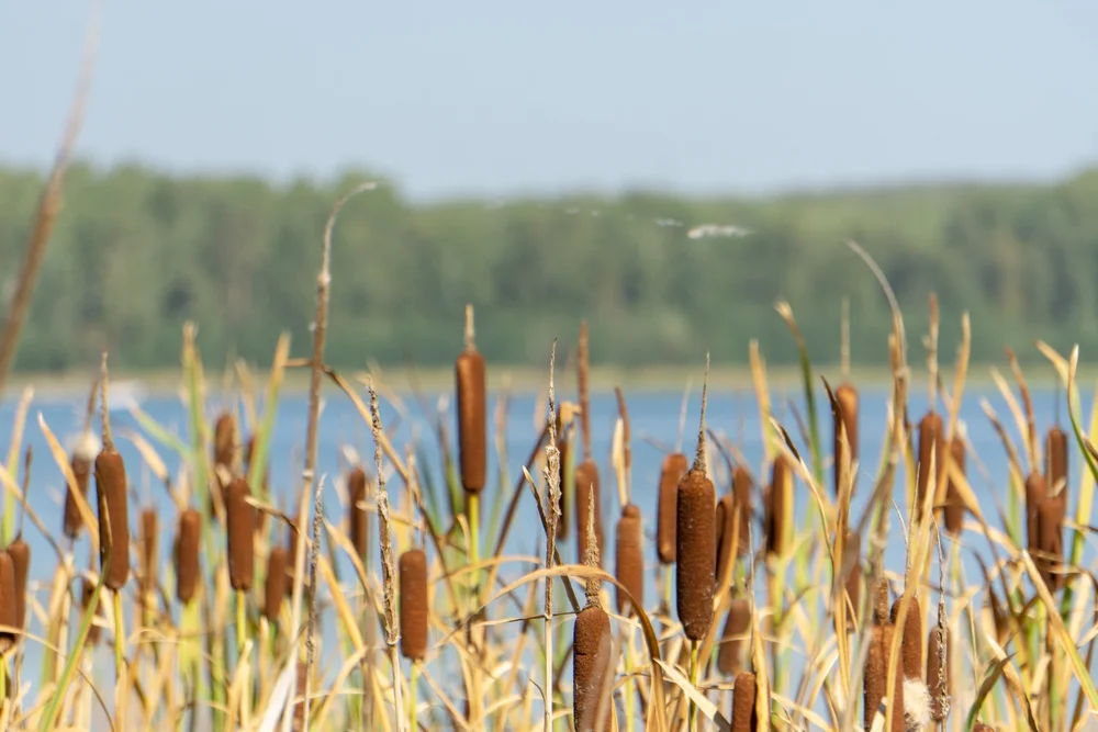 Florida Freshwater Marshes — Florida Naturalists