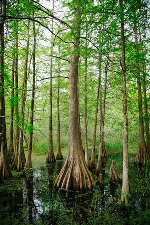 Florida Cypress Swamps — Florida Naturalists