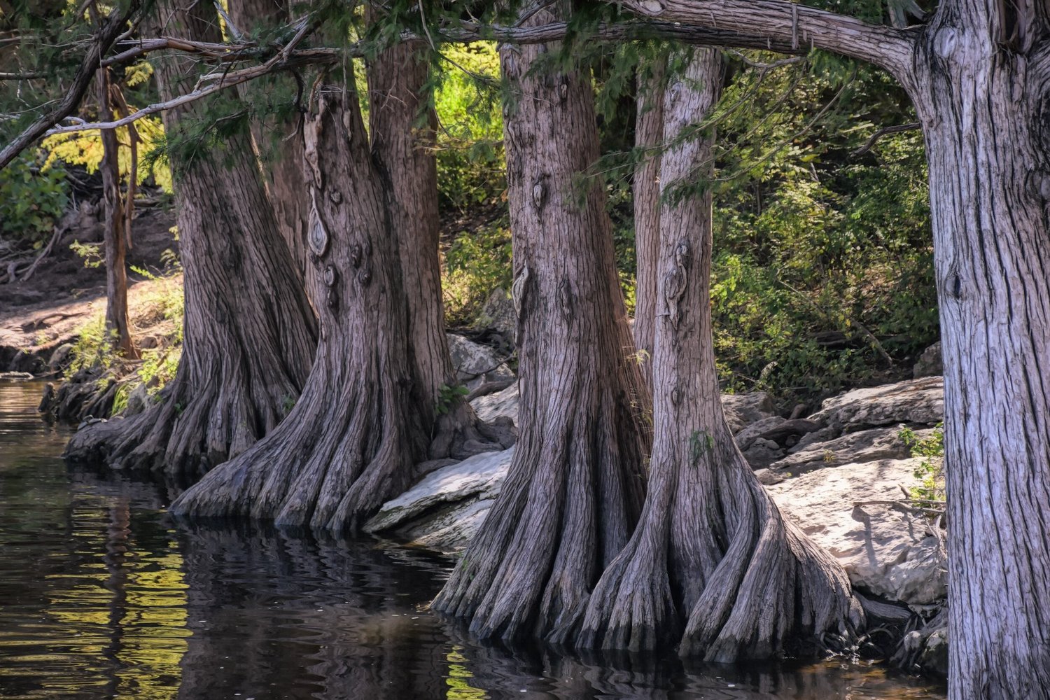 Florida Cypress Swamps — Florida Naturalists
