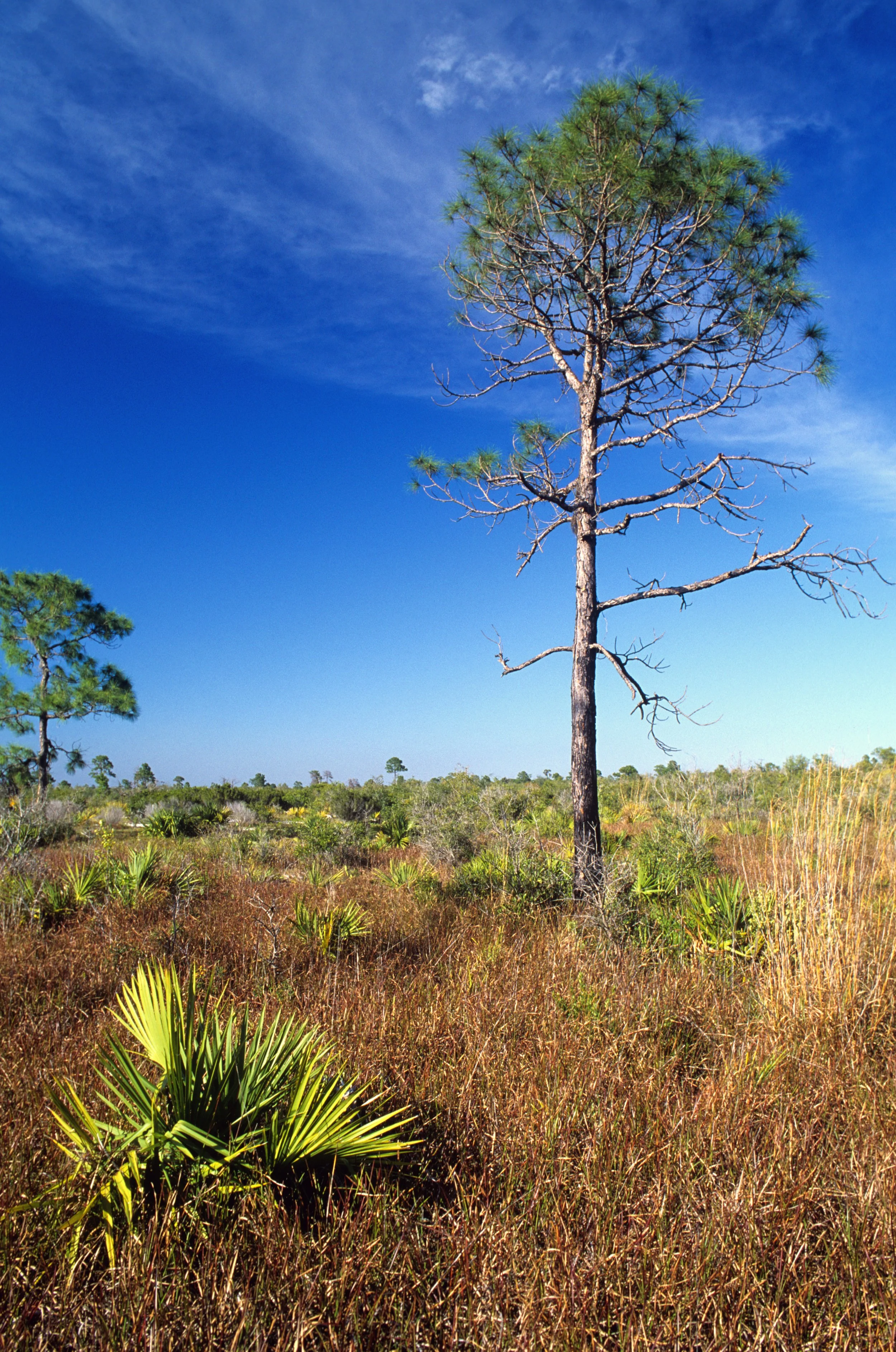 Florida Scrub Habitat — Florida Naturalists