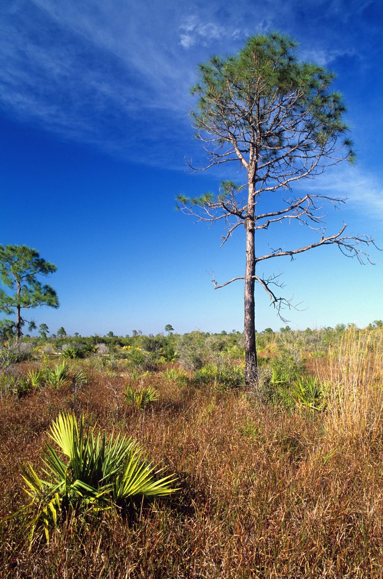 Florida Scrub Habitat — Florida Naturalists