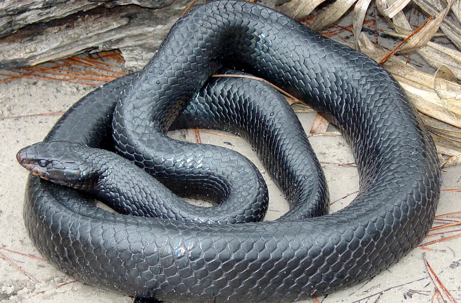 Florida Scrub Habitat — Florida Naturalists