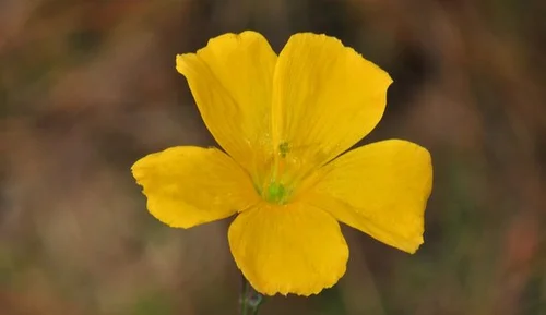 Florida Pine Rocklands — Florida Naturalists
