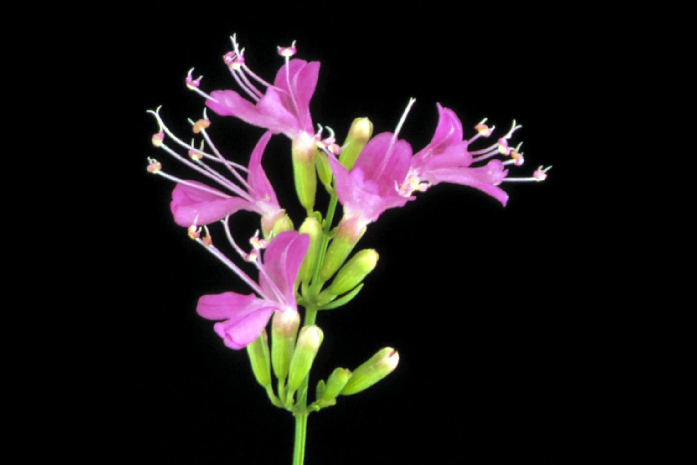 Florida Scrub Habitat — Florida Naturalists