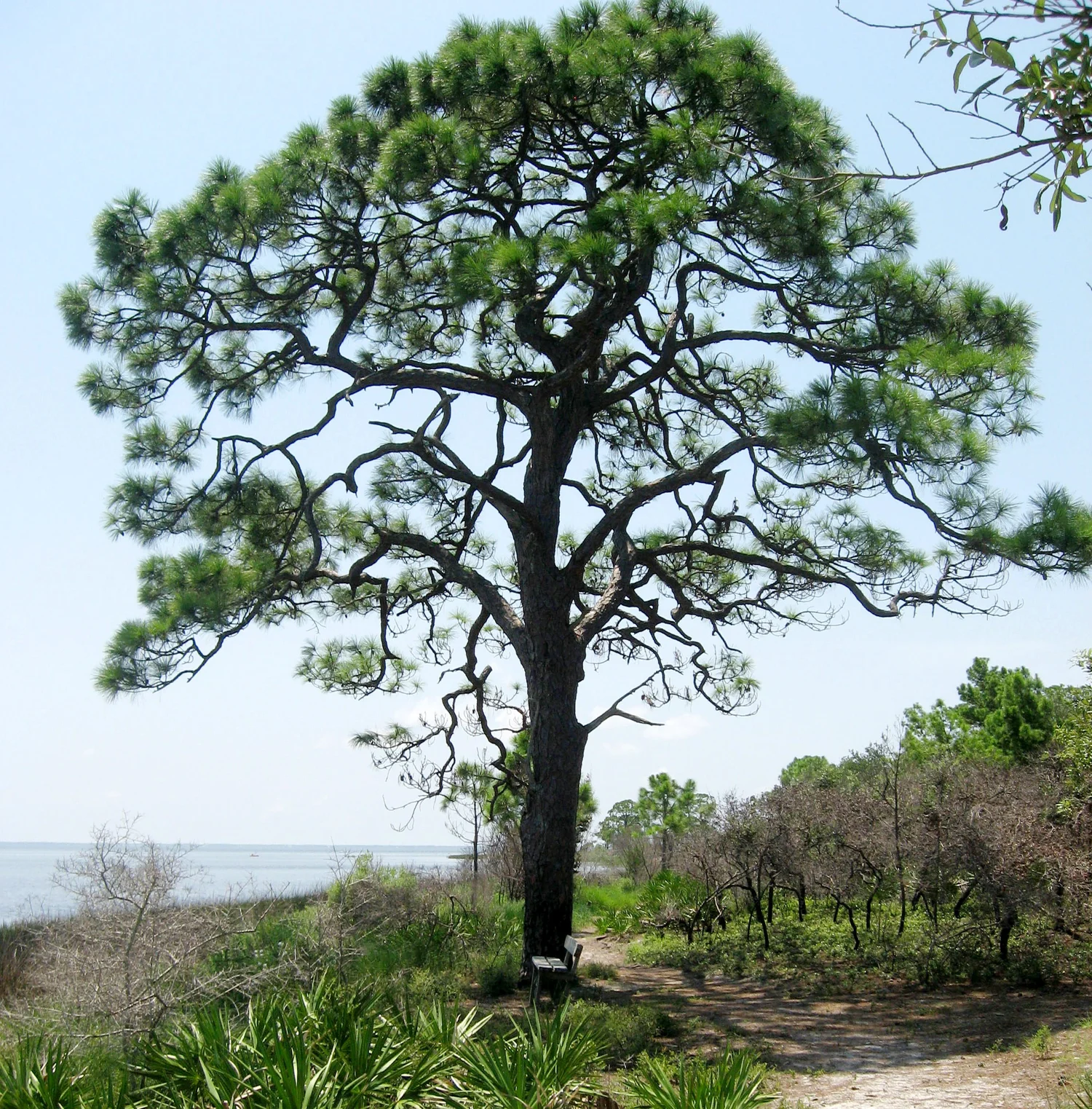 Florida Pine Rocklands — Florida Naturalists
