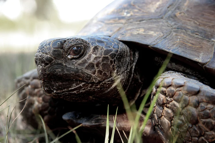 Florida Scrub Habitat — Florida Naturalists