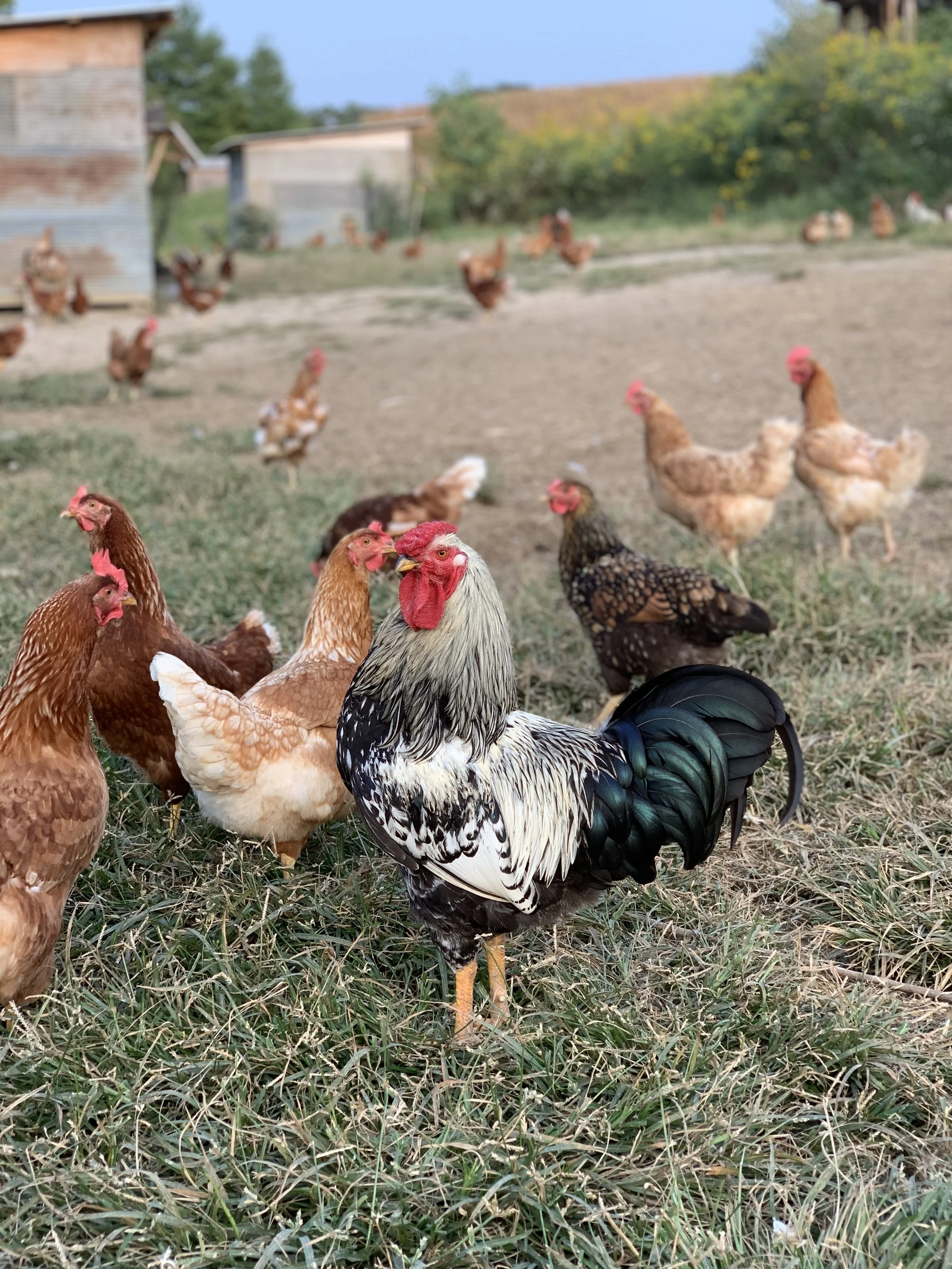 About — Bland Family Farm