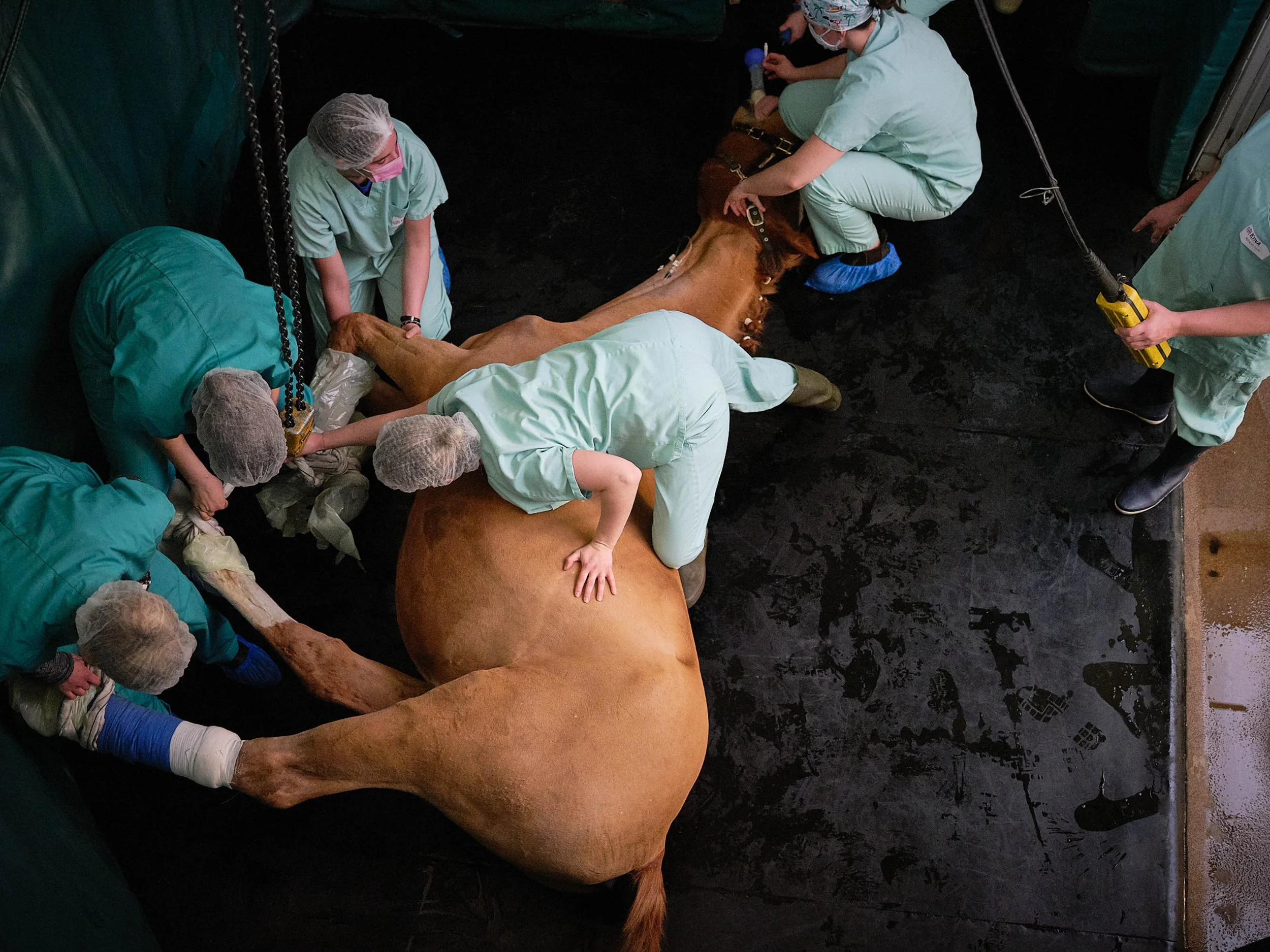 The White Swan Event: An interview with animal photojournalist Nathalie ...