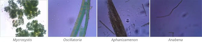 Algae Education — Petenwell and Castle Rock Stewards