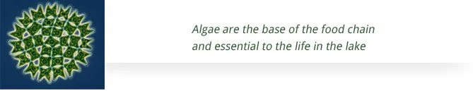 Algae Education — Petenwell and Castle Rock Stewards