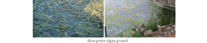 Algae Education — Petenwell and Castle Rock Stewards