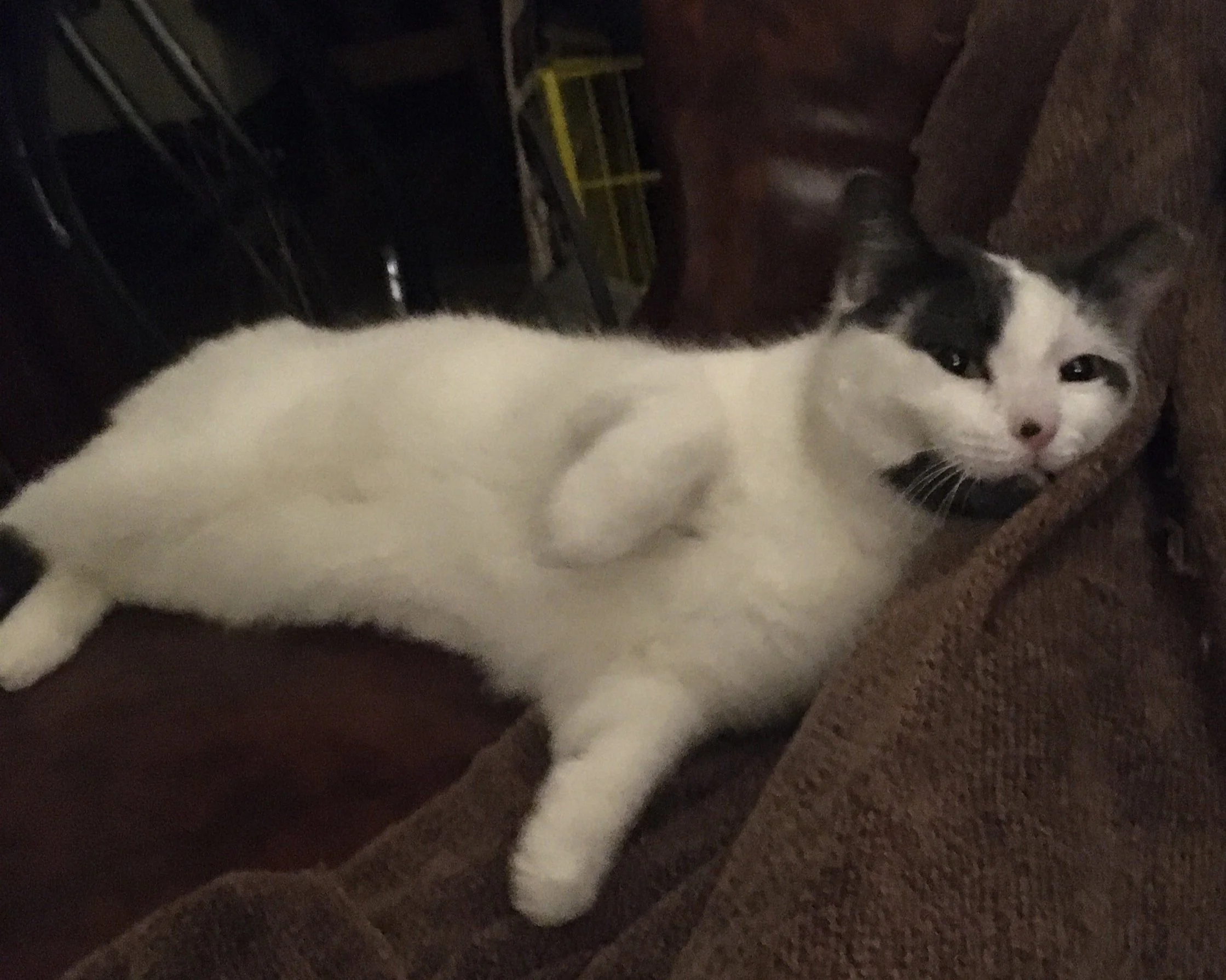 Contact 2 — Community Cat Pawsibilities of Hamilton