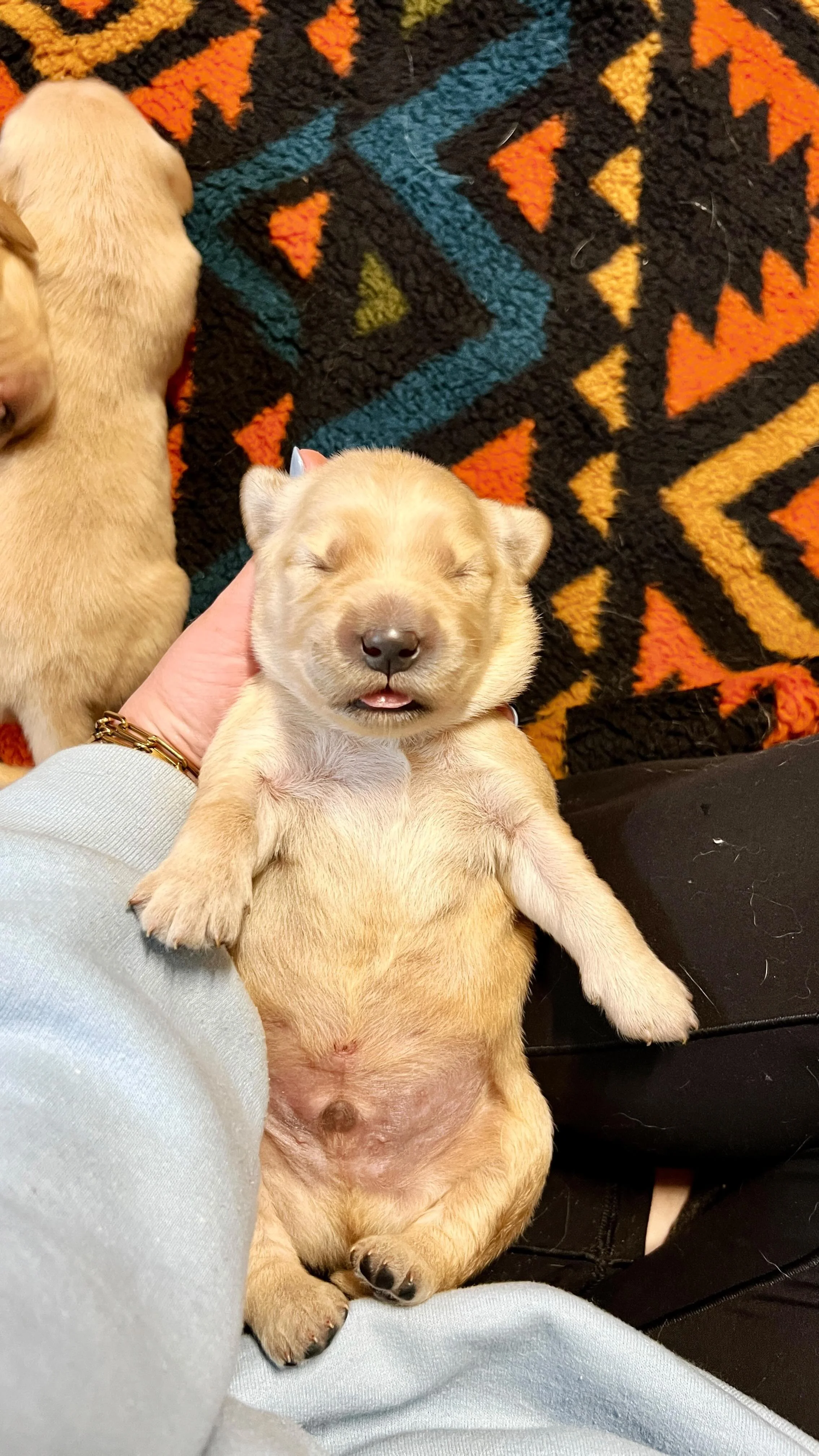 Roberds Farm Golden Retrievers