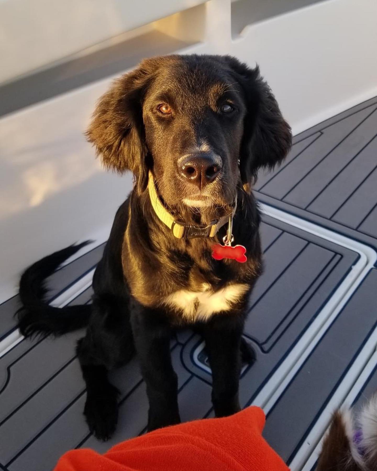 Roberds Farm Golden Retrievers
