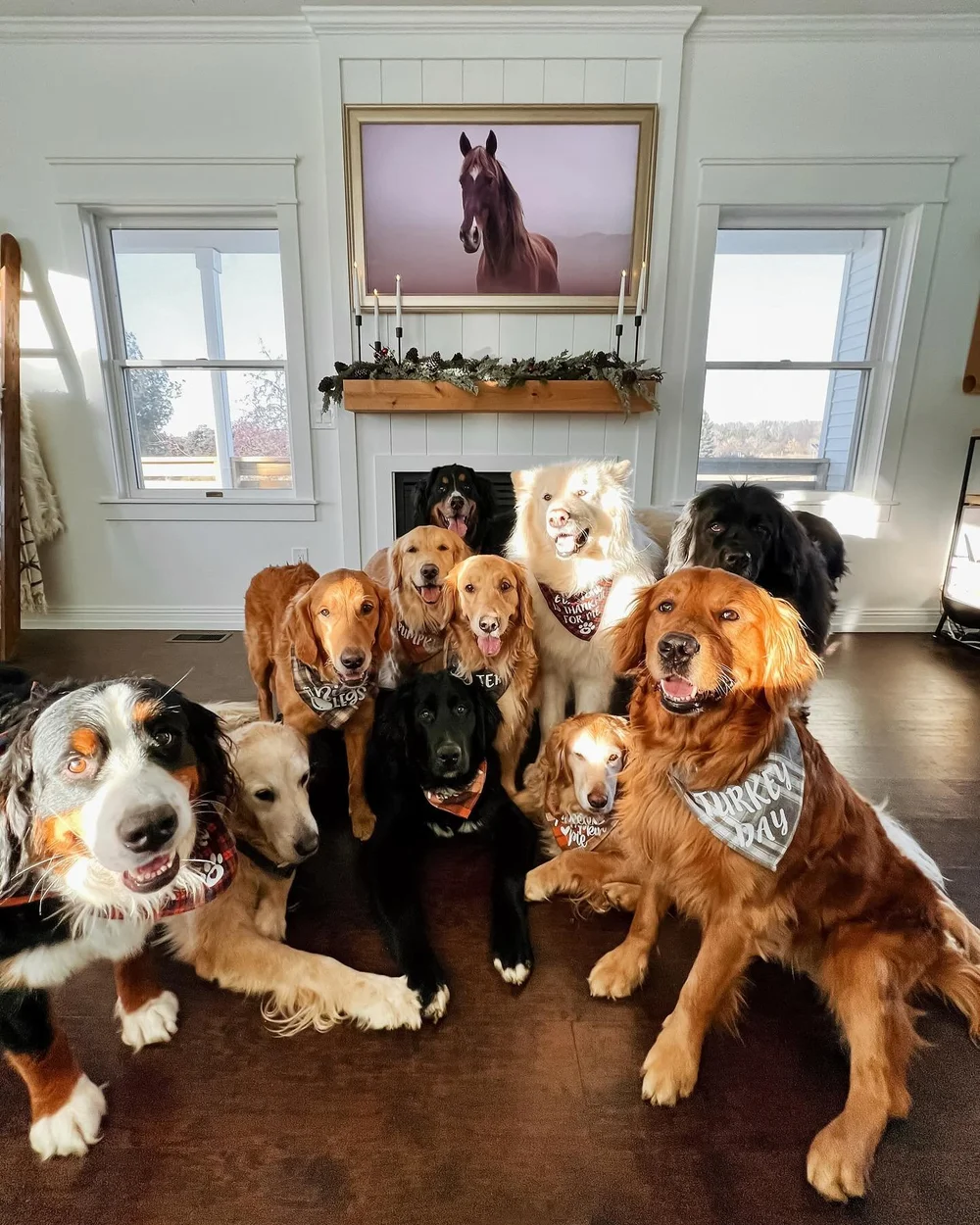 Roberds Farm Golden Retrievers