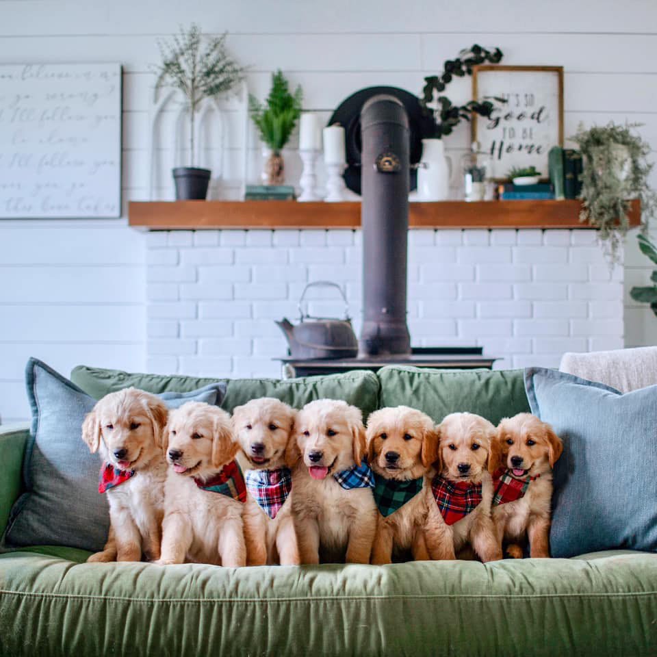 Roberds Farm Golden Retrievers