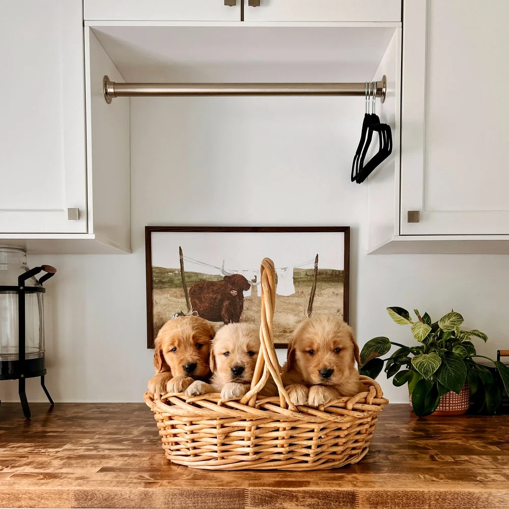 Roberds Farm Golden Retrievers