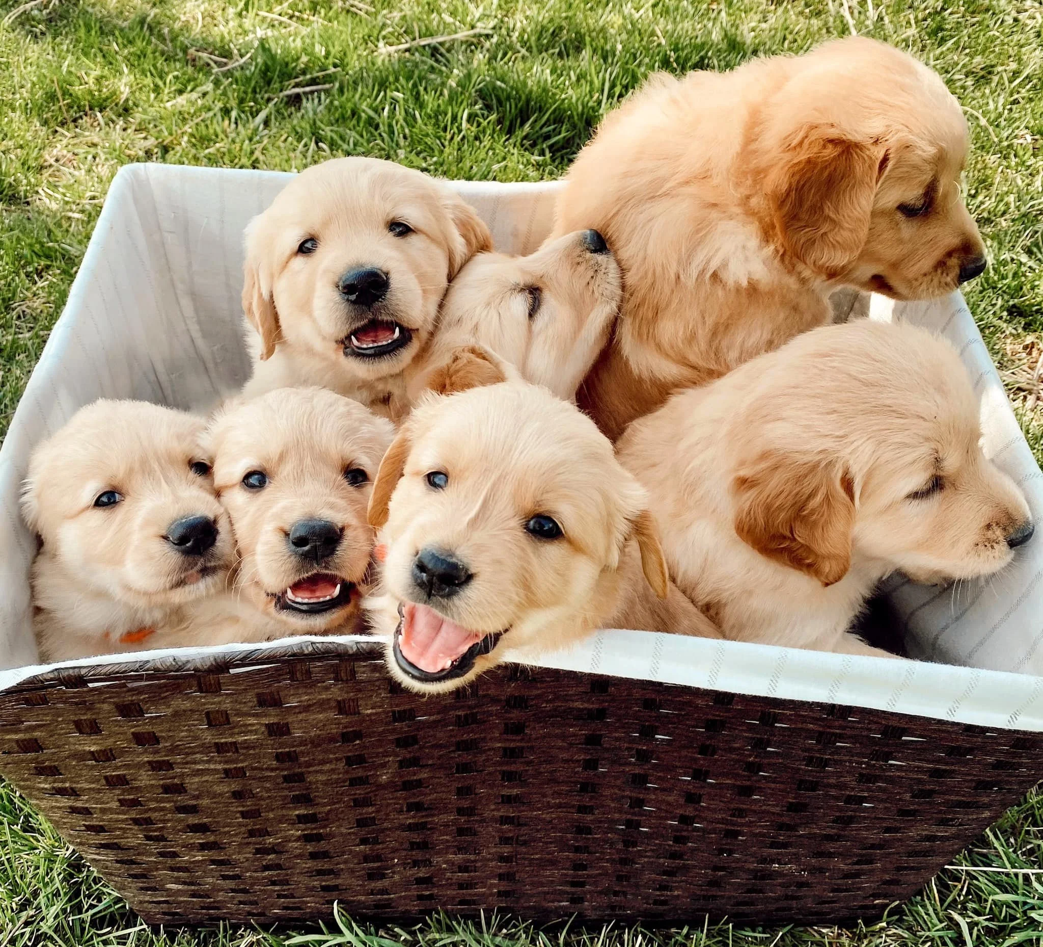 Roberds Farm Golden Retrievers