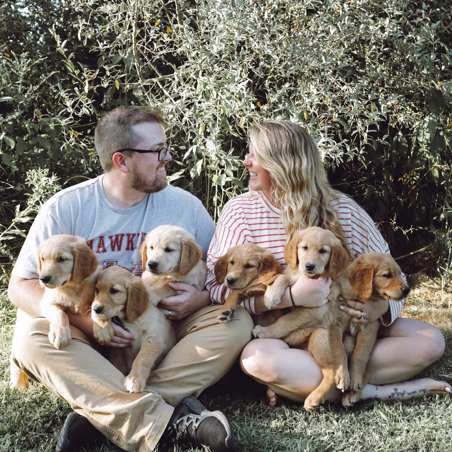 Roberds Farm Golden Retrievers