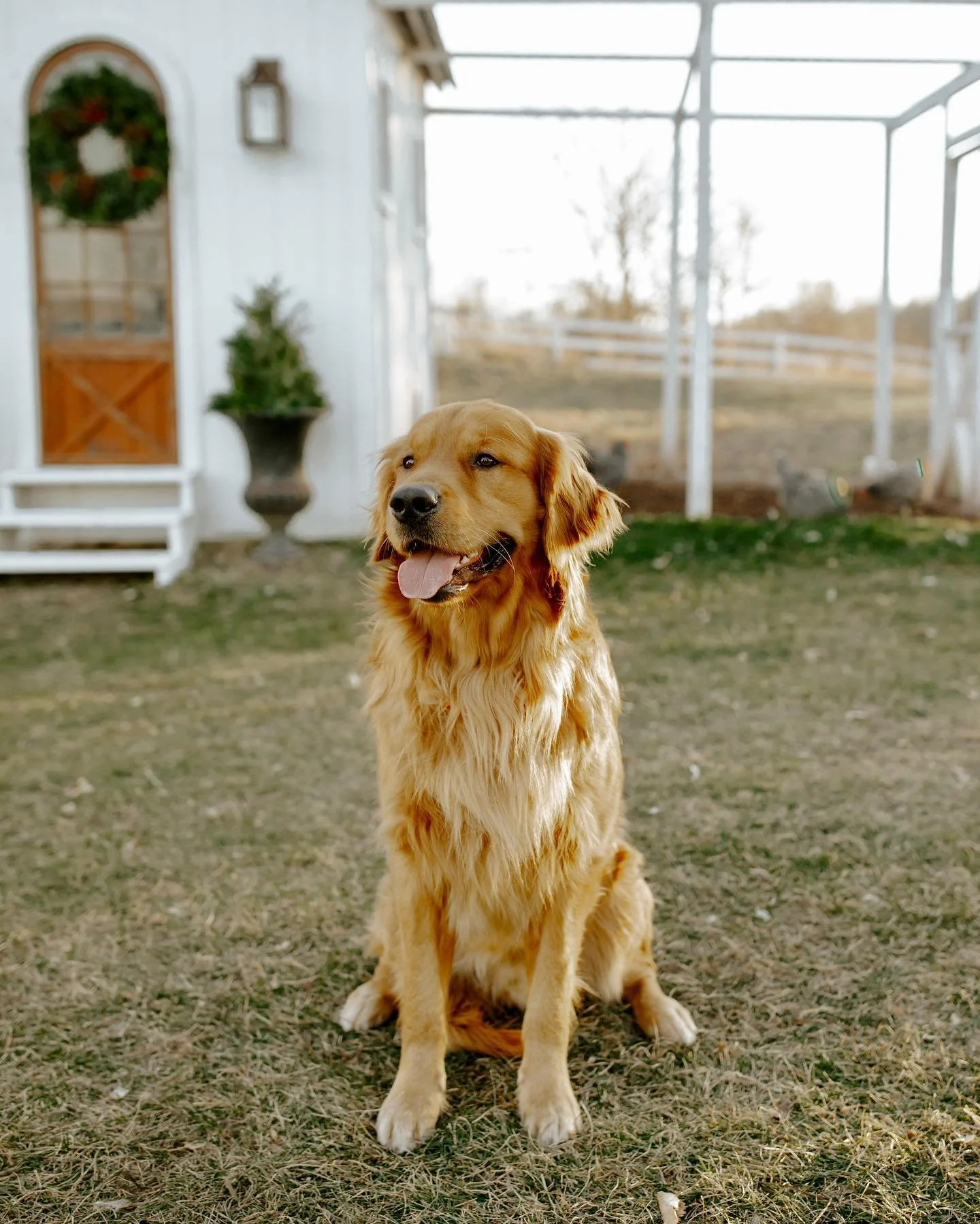 Roberds Farm Golden Retrievers