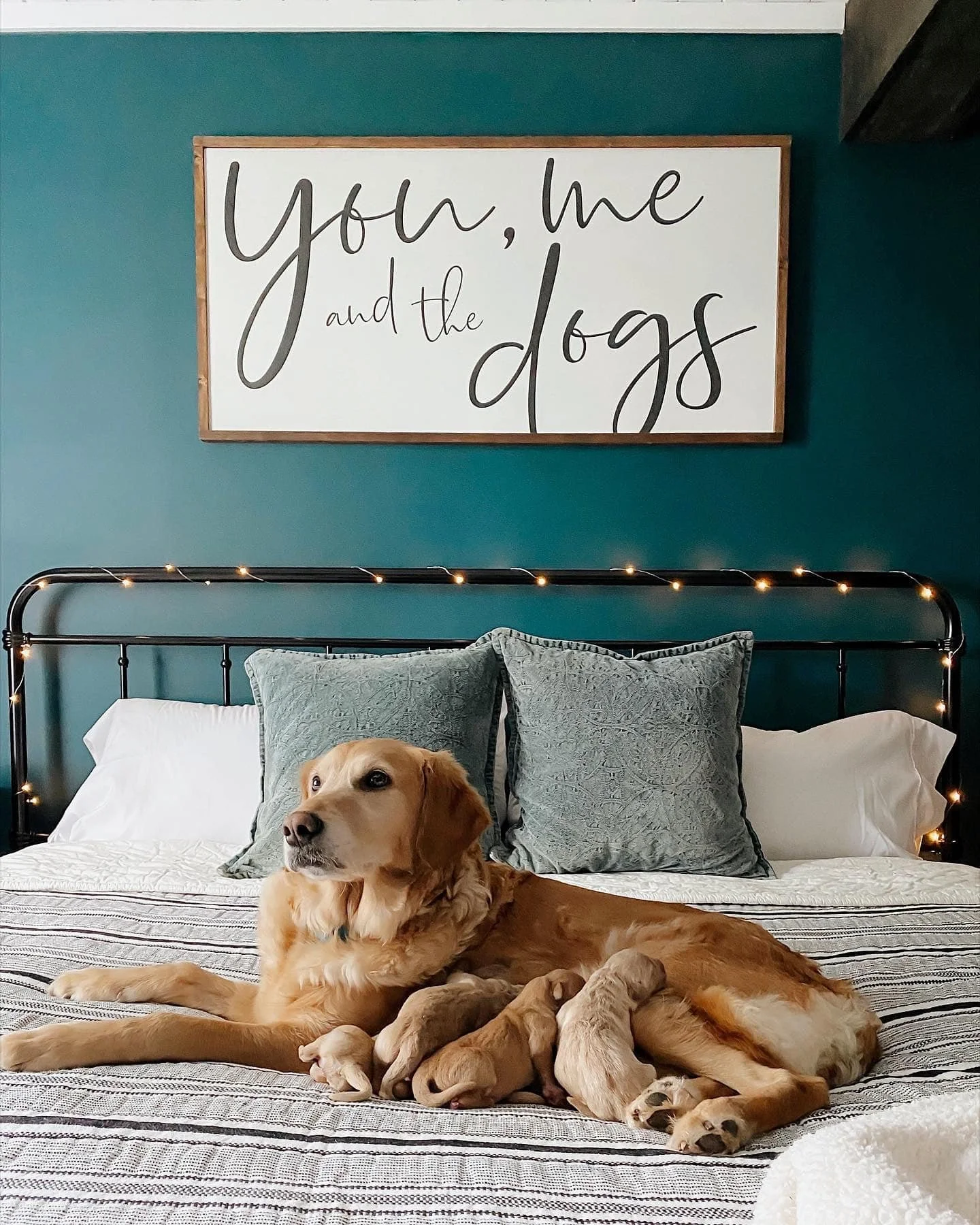 Roberds Farm Golden Retrievers