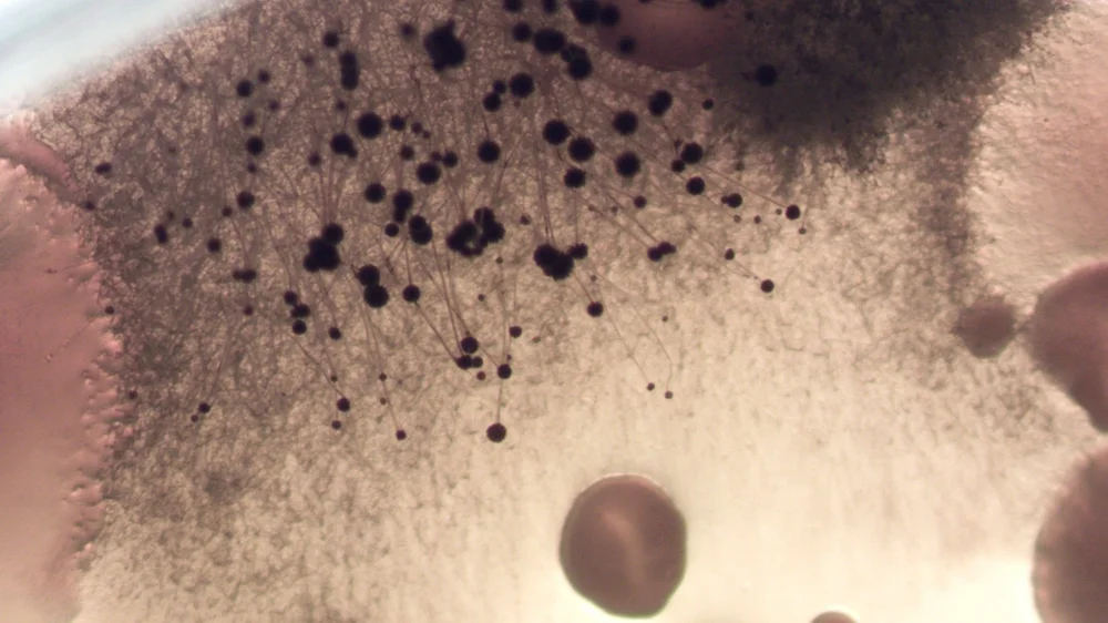 Microbial Interactions & Microbiome Center