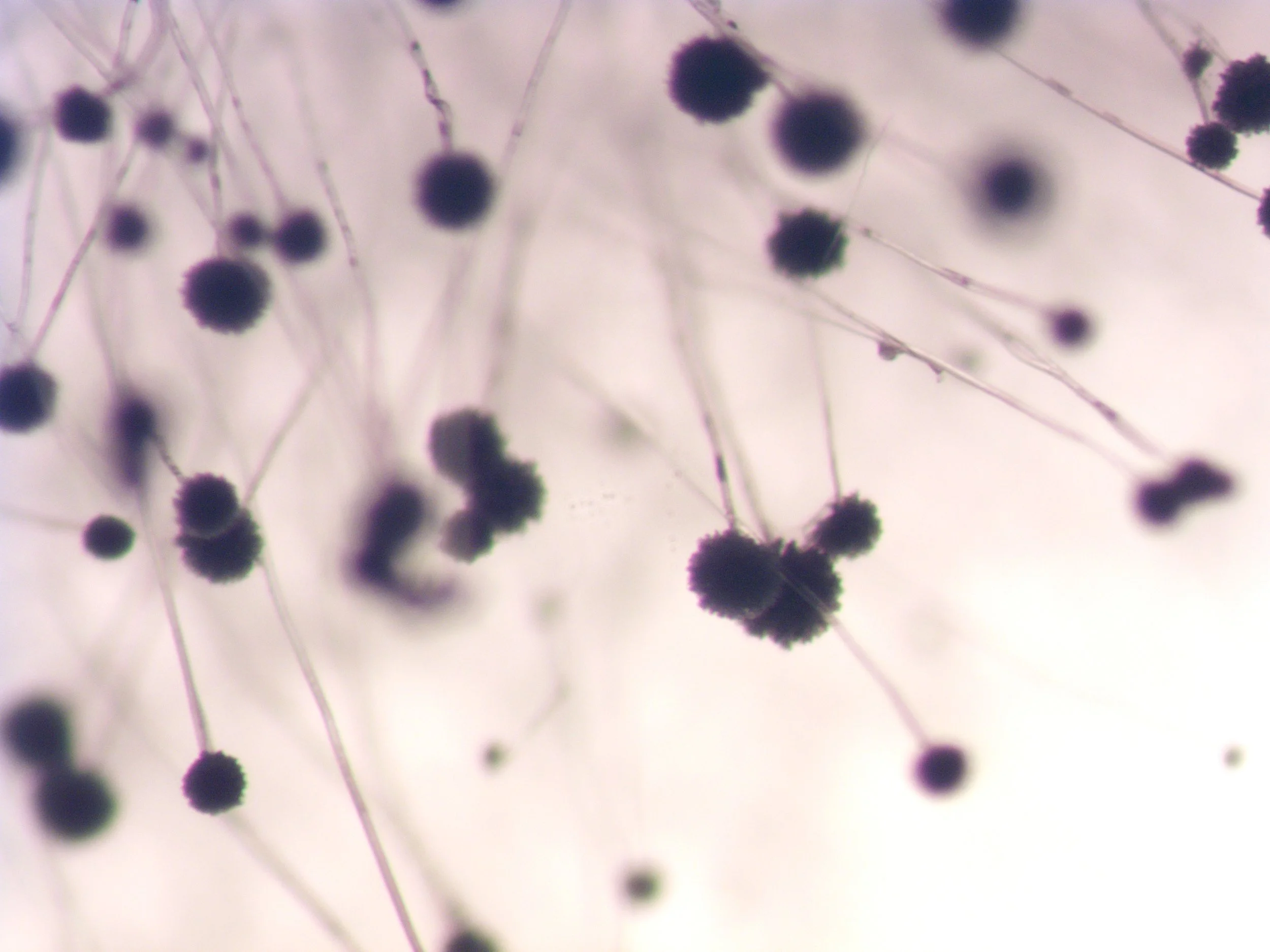 Sequencing — Microbial Interactions & Microbiome Center