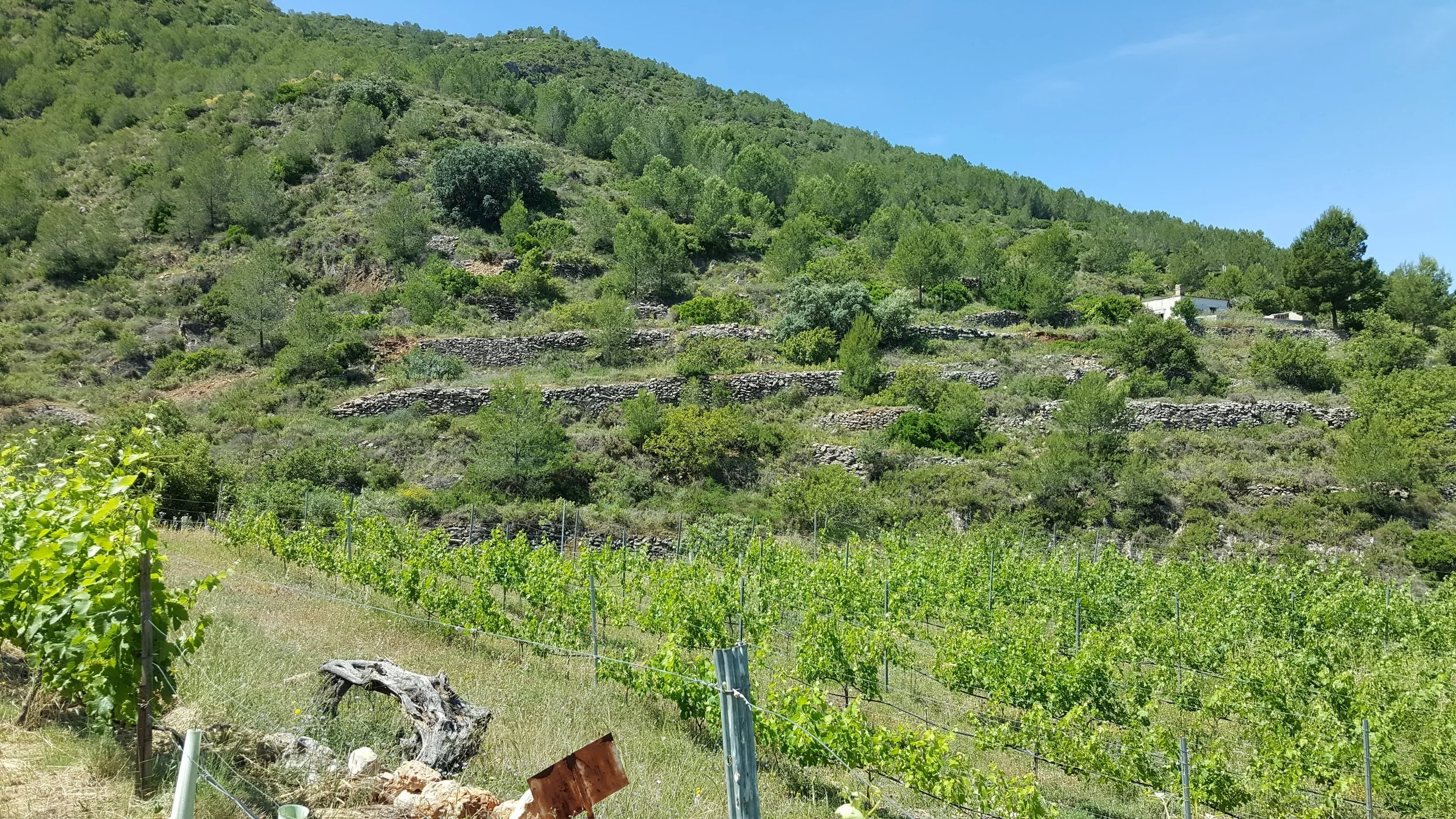 Celler Tomas Torres — Campbell Burton Wines