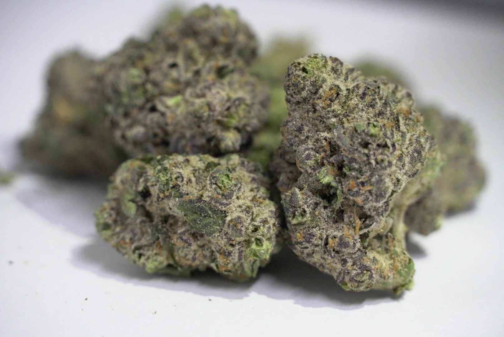 Products Rooted Zooted