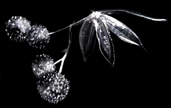 Martinelli Design Landscape Architecture and Gardens for Bay Area ...