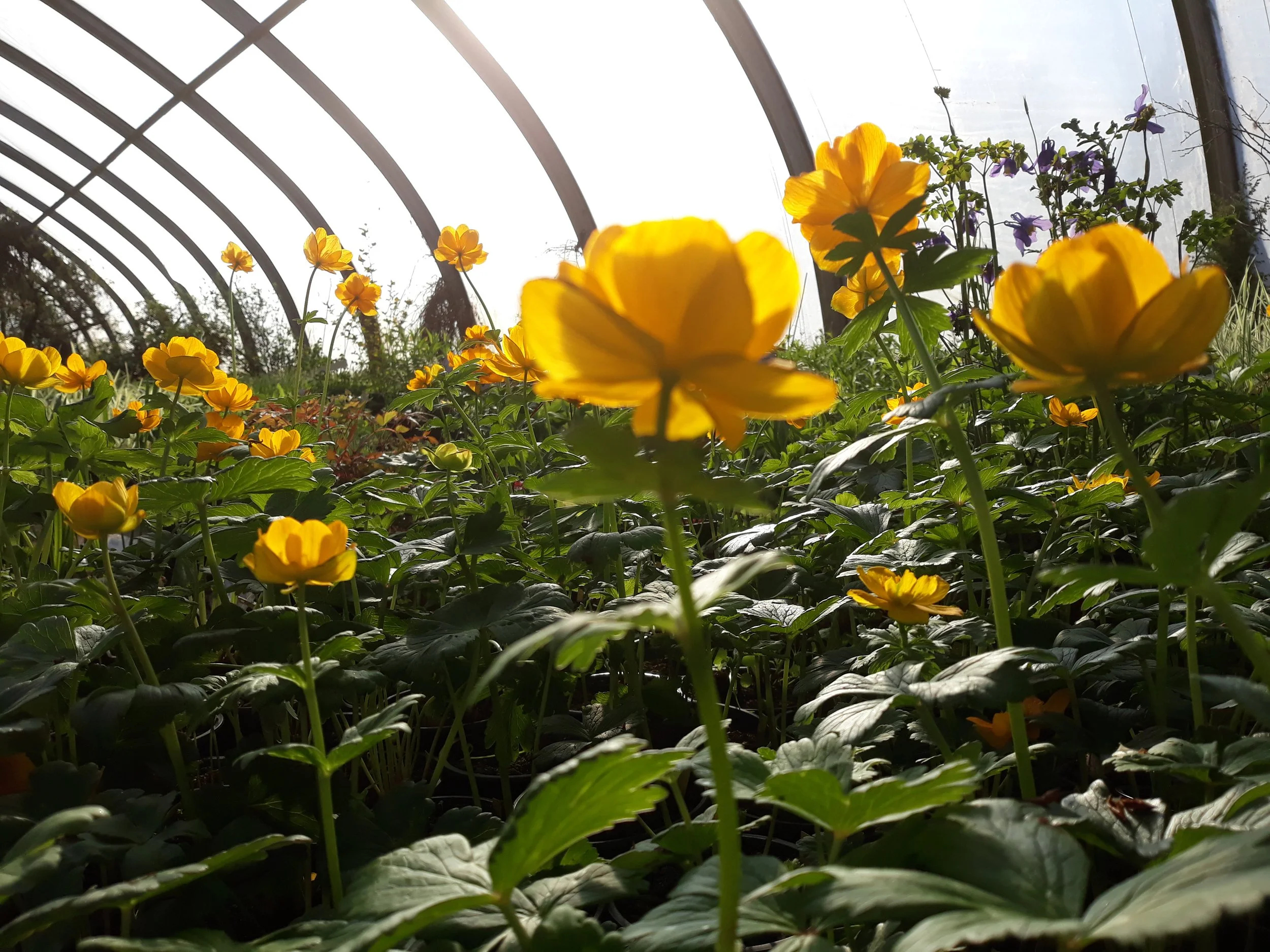 Tornionlaakson Puutarha & Unelmat